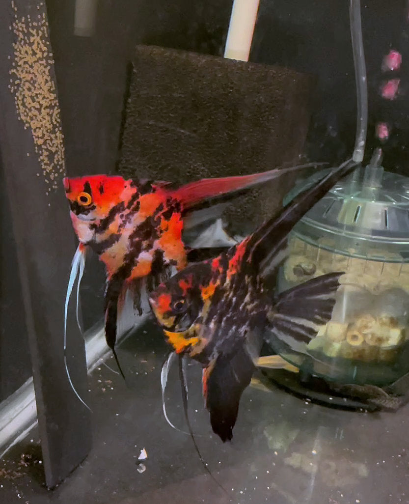 Orange Marble x Koi Angelfish Breeding Pair #3405 for sale – Angels Plus