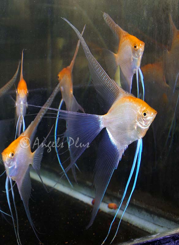 Group Spawning in Angelfish – Angels Plus