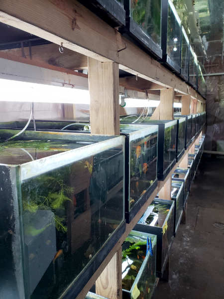 Interview of Steve Rybicki – Angels Plus