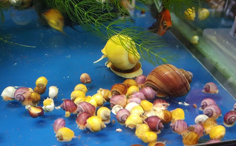 Aquarium Snails – Tagged "snail" – Angels Plus