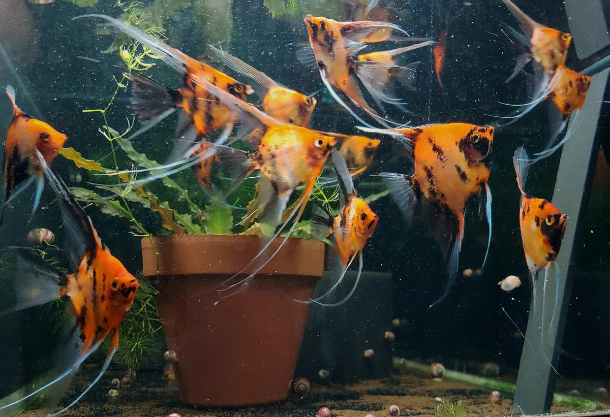 WYSIWYG Tropical Fish – Tagged "wysiwyg" – Angels Plus