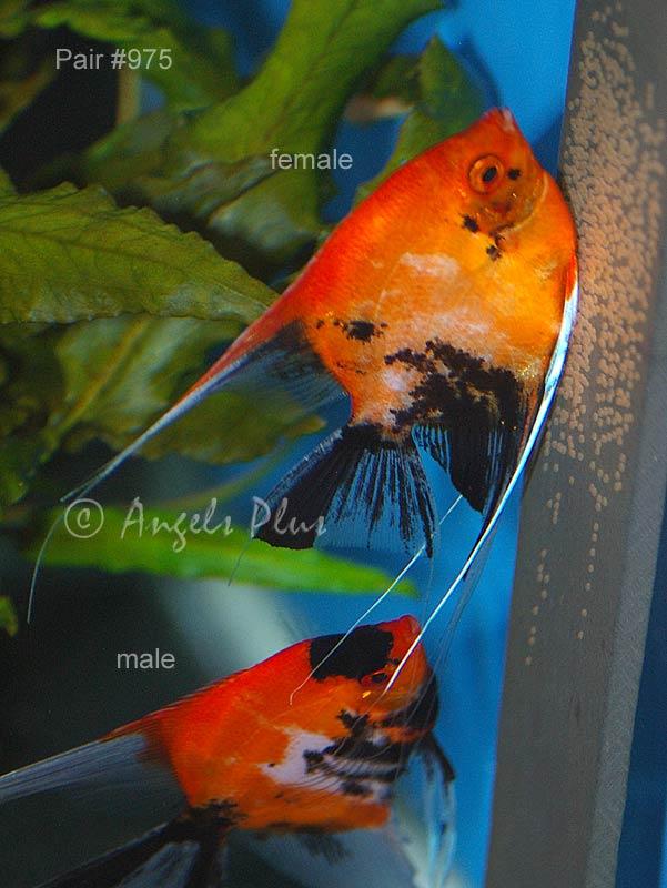 Angelfish Breeding Pairs for Sale – Tagged "breeding pair" – Angels Plus
