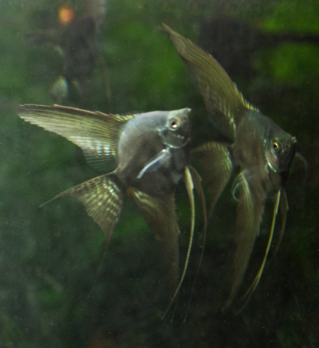 Lilac Point Angelfish for sale – Angels Plus