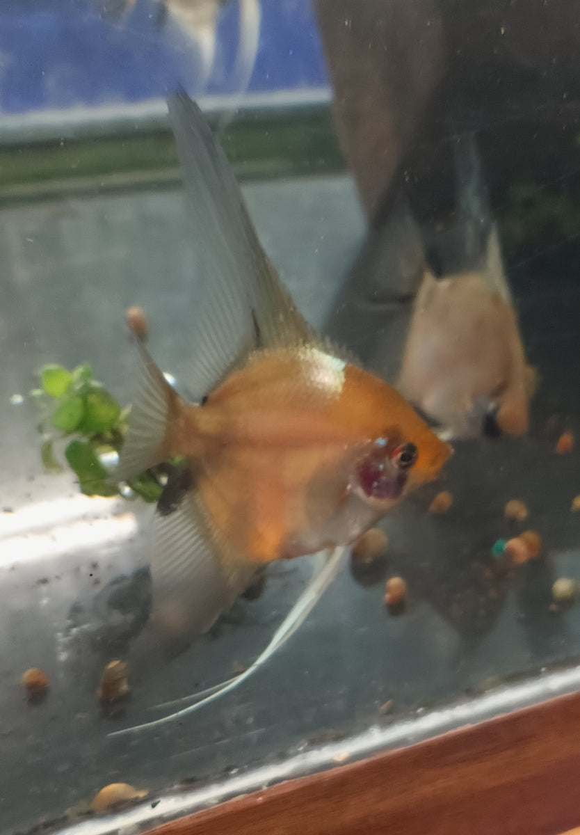 Seal Point (BSP) Angelfish for sale – Angels Plus