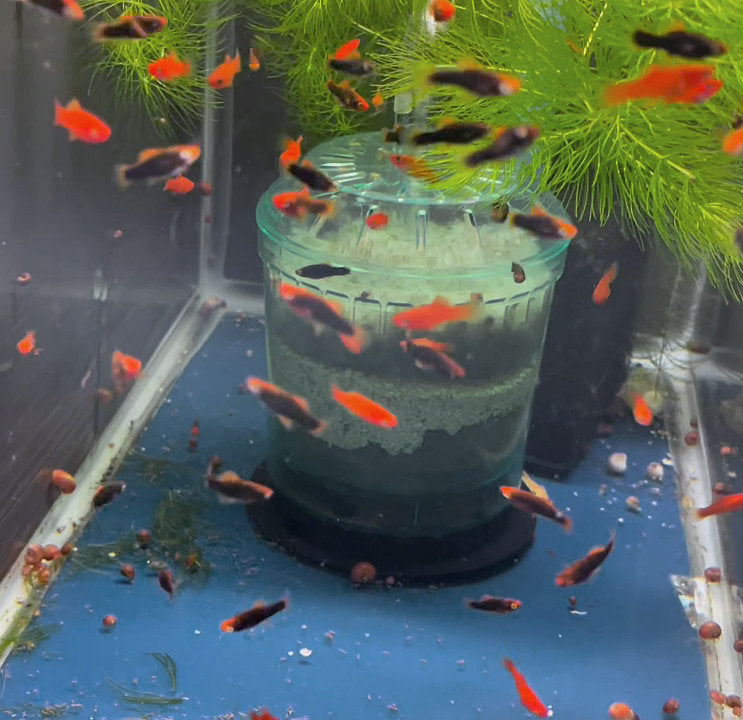 Alpha Swordtail fish (xiphophorus) for sale – Angels Plus