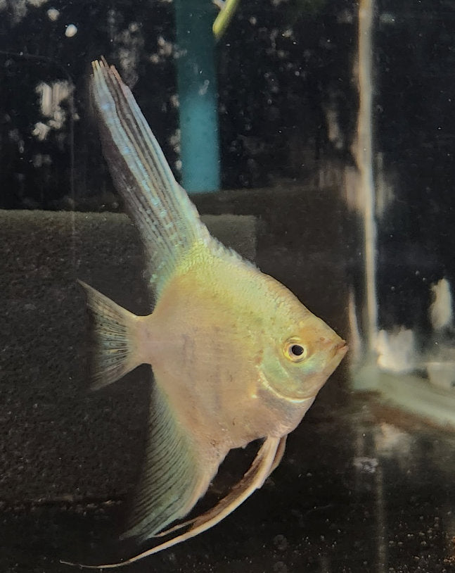 Lilac Point Angelfish for sale – Angels Plus
