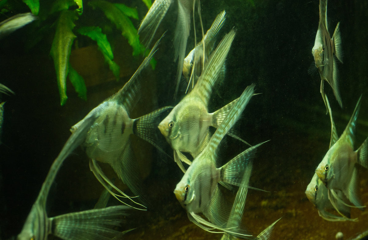 Blue Silver and Blue Ghost Angelfish for sale – Angels Plus