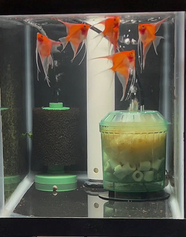 WYSIWYG Group 2675 – Angels Plus