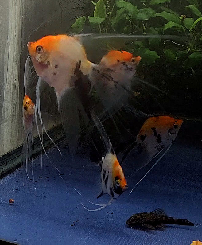 WYSIWYG Group 316 - Classic Koi – Angels Plus