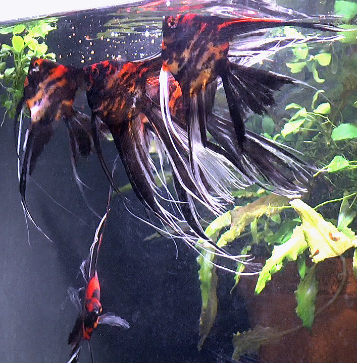 WYSIWYG Orange Marble Angelfish Group 400 – Angels Plus