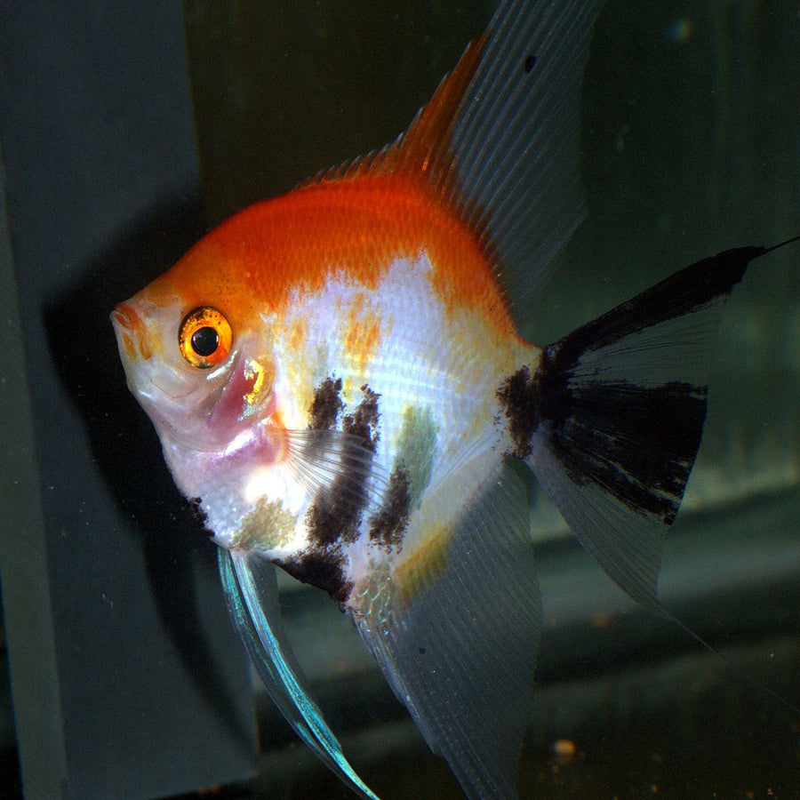 Angels Plus - Professional fish hatchery and vital supplies.