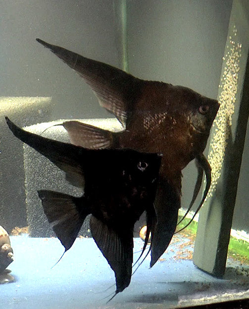 Black x Black Blushing Angelfish Breeding Pair #2392 for sale – Angels Plus