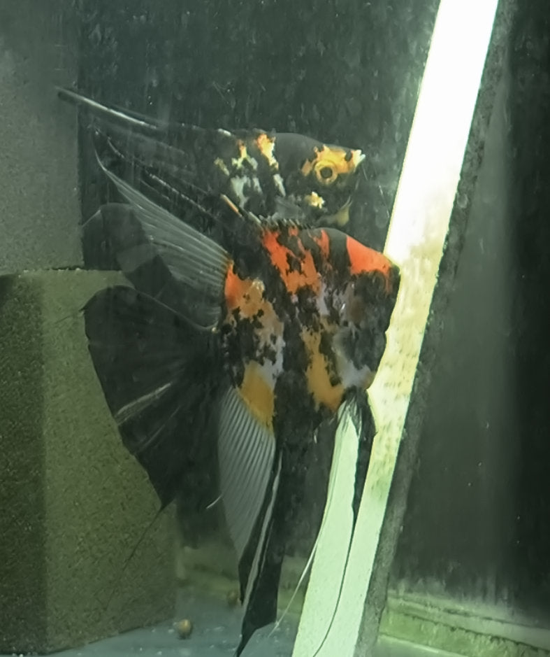Orange Marble Angelfish Breeding Pair #2407 for sale – Angels Plus