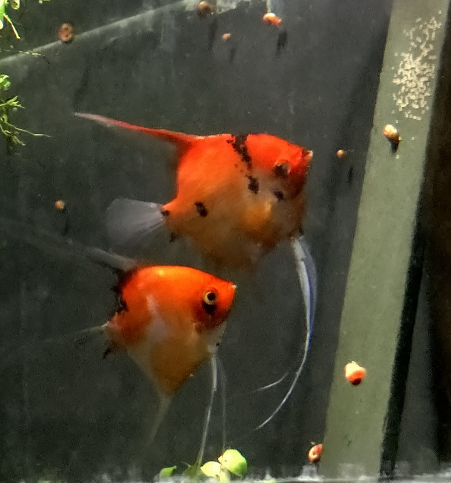 Koi Angelfish Breeding Pair #2408 for sale – Angels Plus