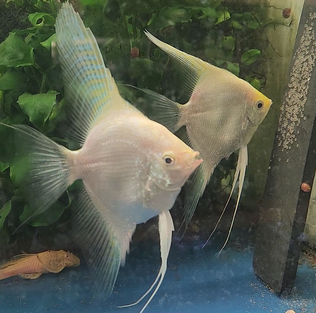 Blue Green Angelfish Breeding Pair #2409 for sale – Angels Plus