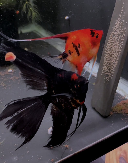 Black Splash x Koi Angelfish Breeding Pair #3337 for sale – Angels Plus