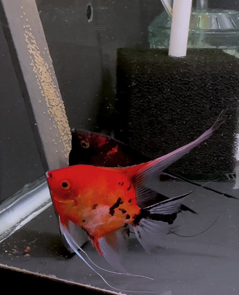 Black Splash x Koi Angelfish Breeding Pair #3345 for sale – Angels Plus