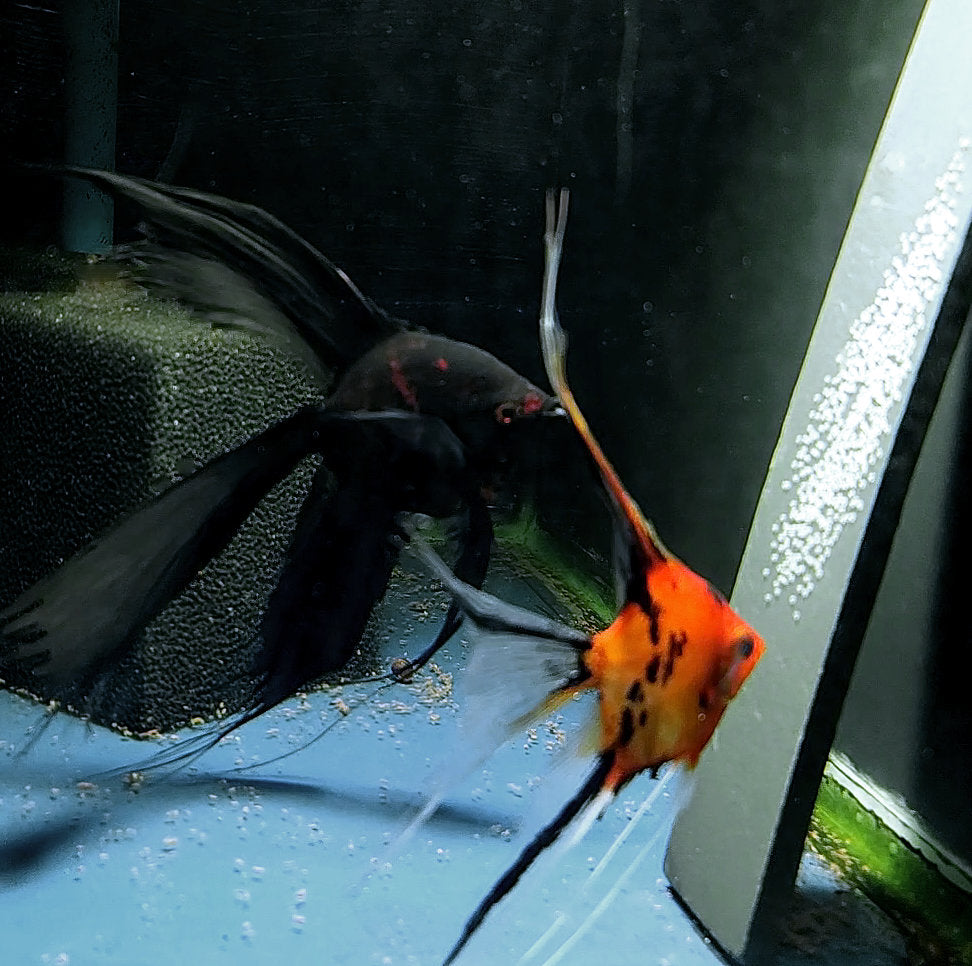 Black Splash x Koi Angelfish Breeding Pair #3396 for sale – Angels Plus