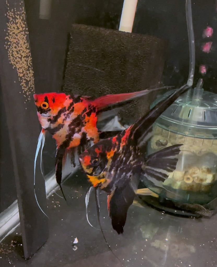 Orange Marble x Koi Angelfish Breeding Pair #3405 for sale – Angels Plus