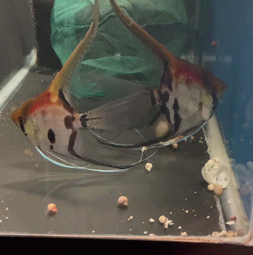 F1 Manacapuru/Koi Angelfish Breeding Pair #3429 for sale – Angels Plus