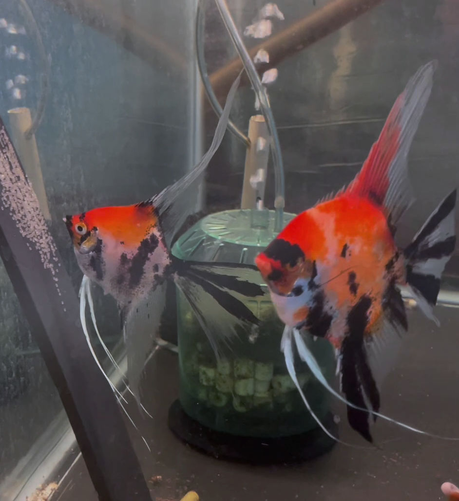 Koi Angelfish Breeding Pair #3430 for sale – Angels Plus