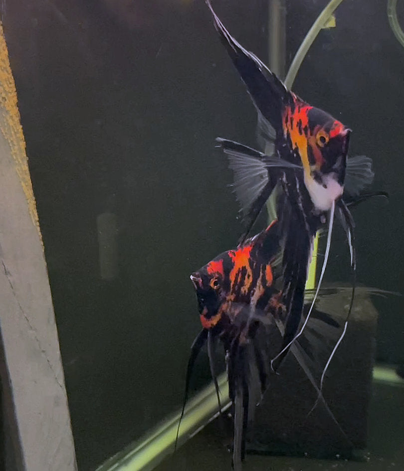 Orange Marble Angelfish Breeding Pair #3432 for sale – Angels Plus