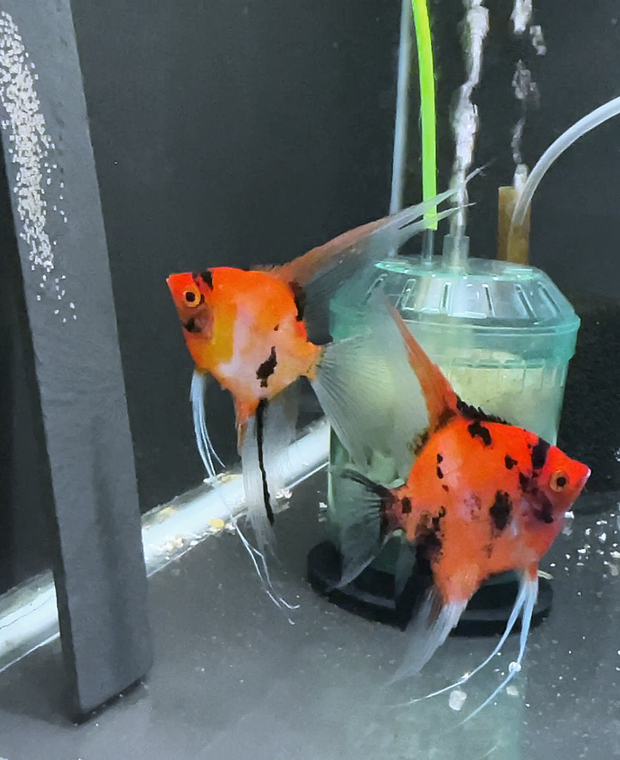 Koi Angelfish Breeding Pair #3333 for sale – Angels Plus