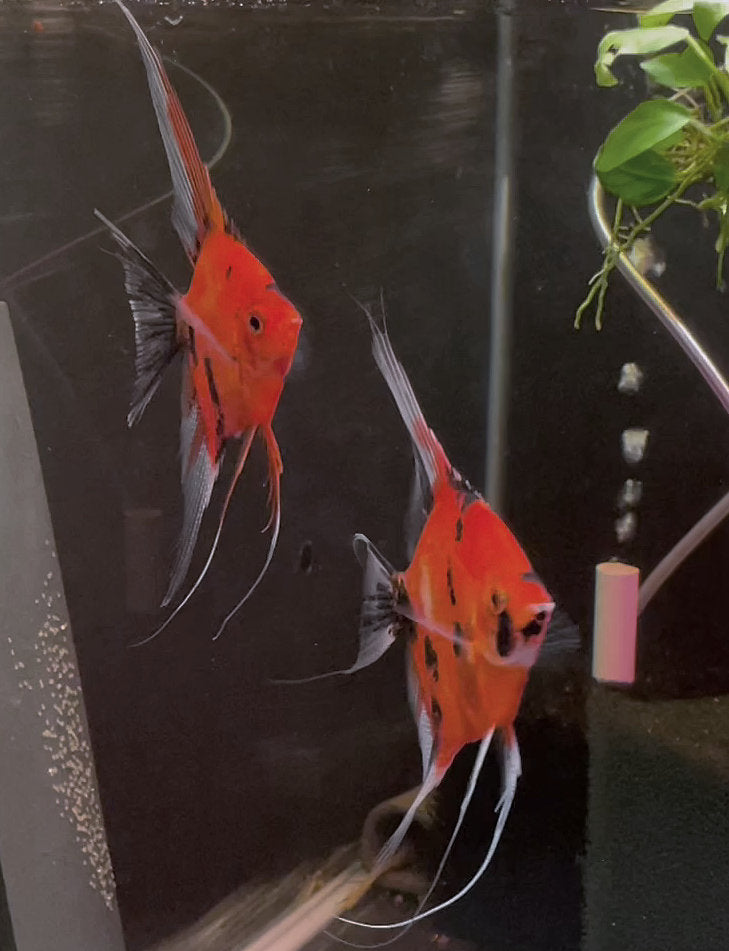 Koi Angelfish Breeding Pair #3434 for sale – Angels Plus