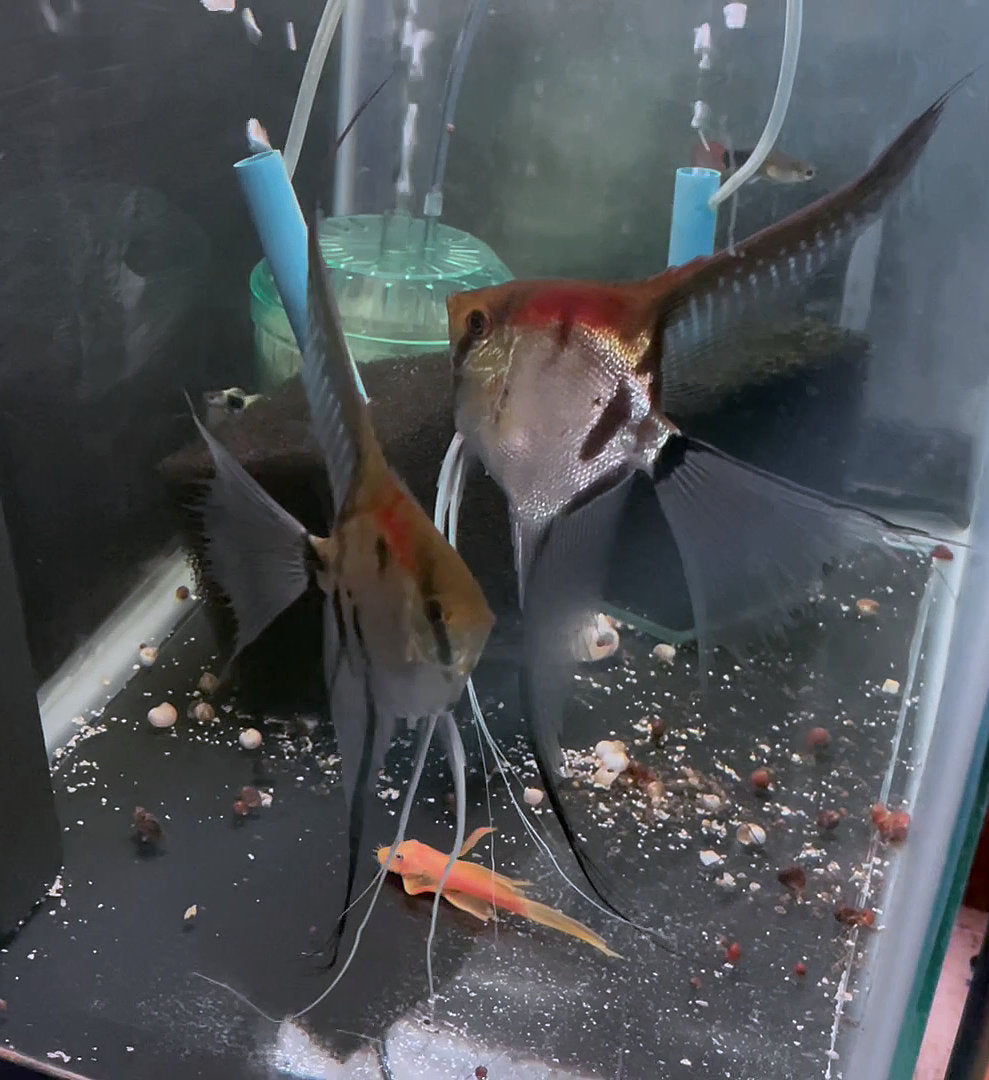 Koi/Manacapuru F1 Angelfish Breeding Pair #3435 for sale – Angels Plus