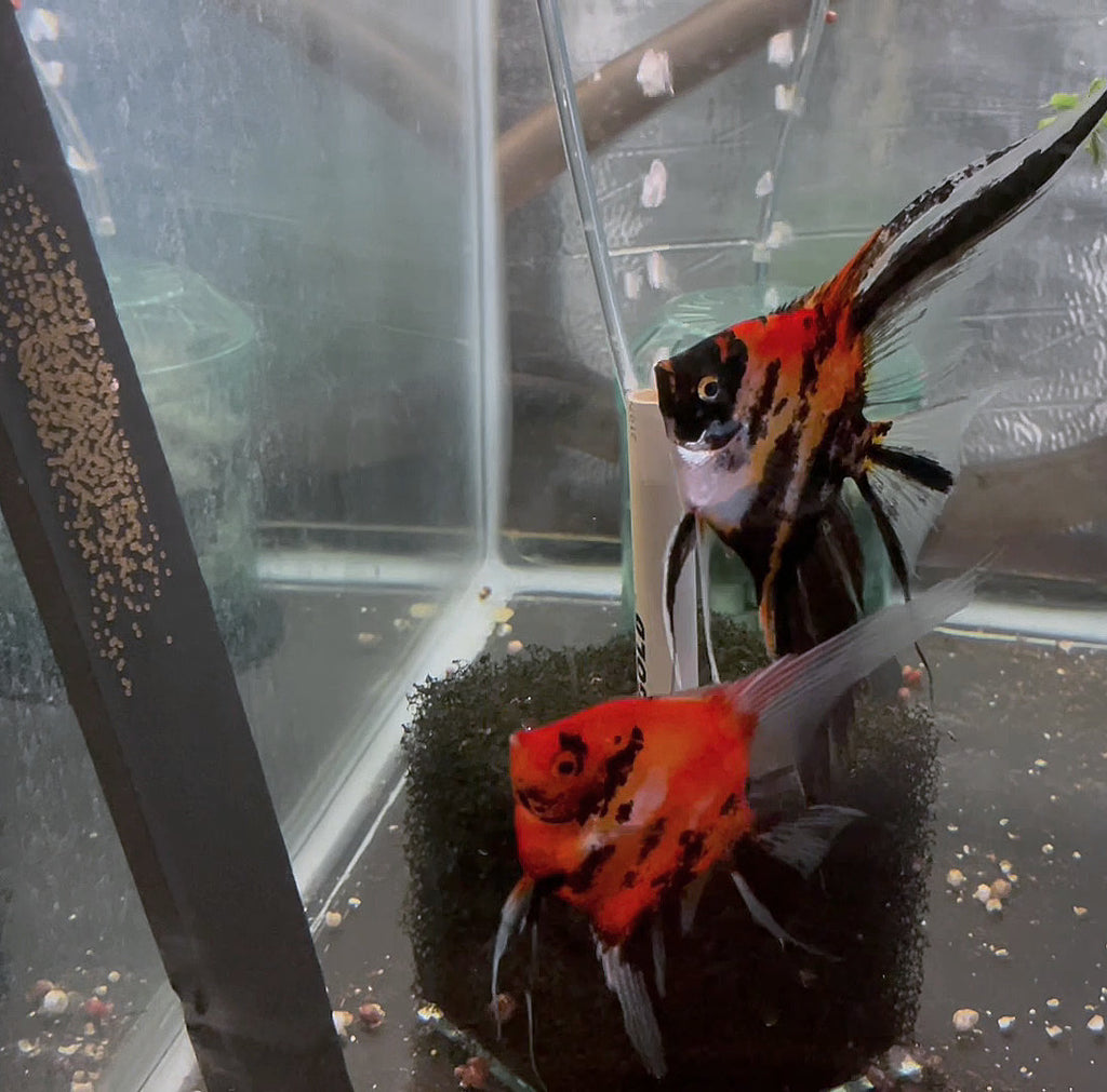 Orange Marble x Koi Angelfish Breeding Pair #3438 for sale – Angels Plus
