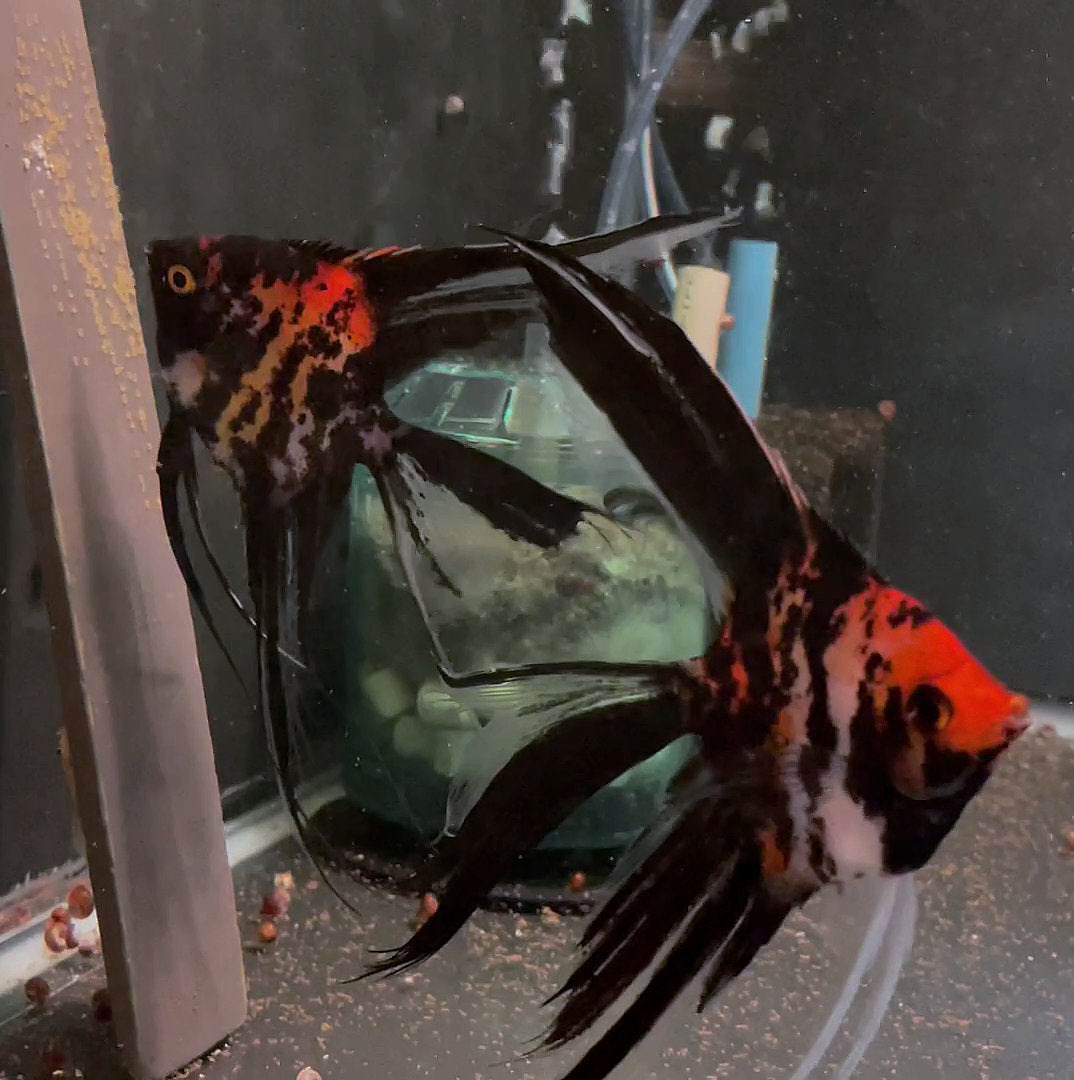 Orange Marble Angelfish Breeding Pair #3441 for sale – Angels Plus