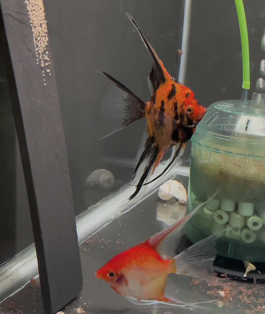 Sunset x Koi Angelfish Breeding Pair #3442 for sale – Angels Plus
