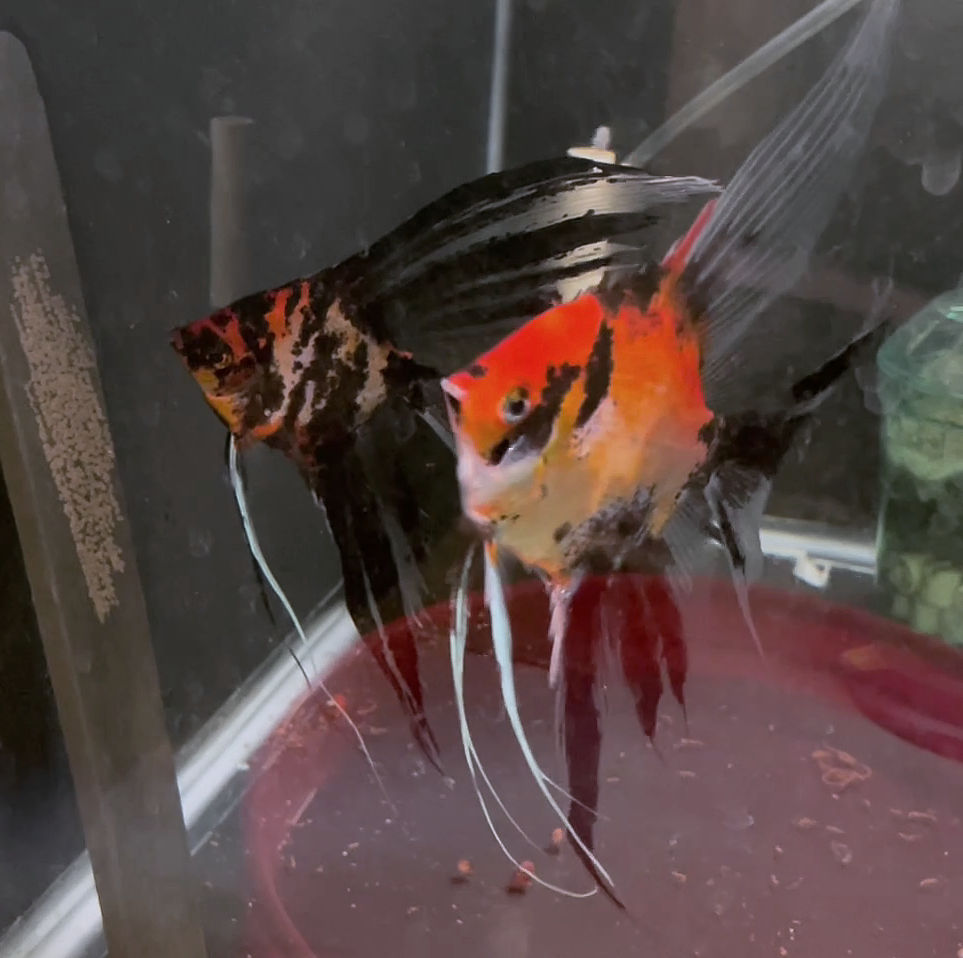 Orange Marble x Koi Angelfish Breeding Pair #3445 for sale – Angels Plus