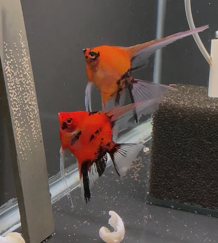 Koi Angelfish Breeding Pair #3446 for sale – Angels Plus