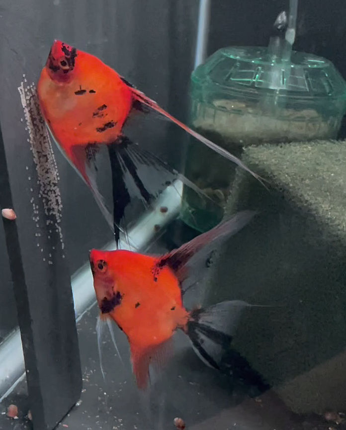 Koi Angelfish Breeding Pair #3447 for sale – Angels Plus