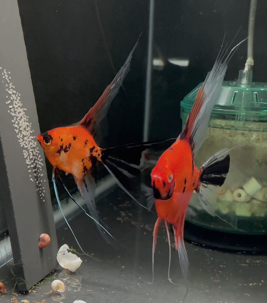 Koi Angelfish Breeding Pair #3454 for sale – Angels Plus