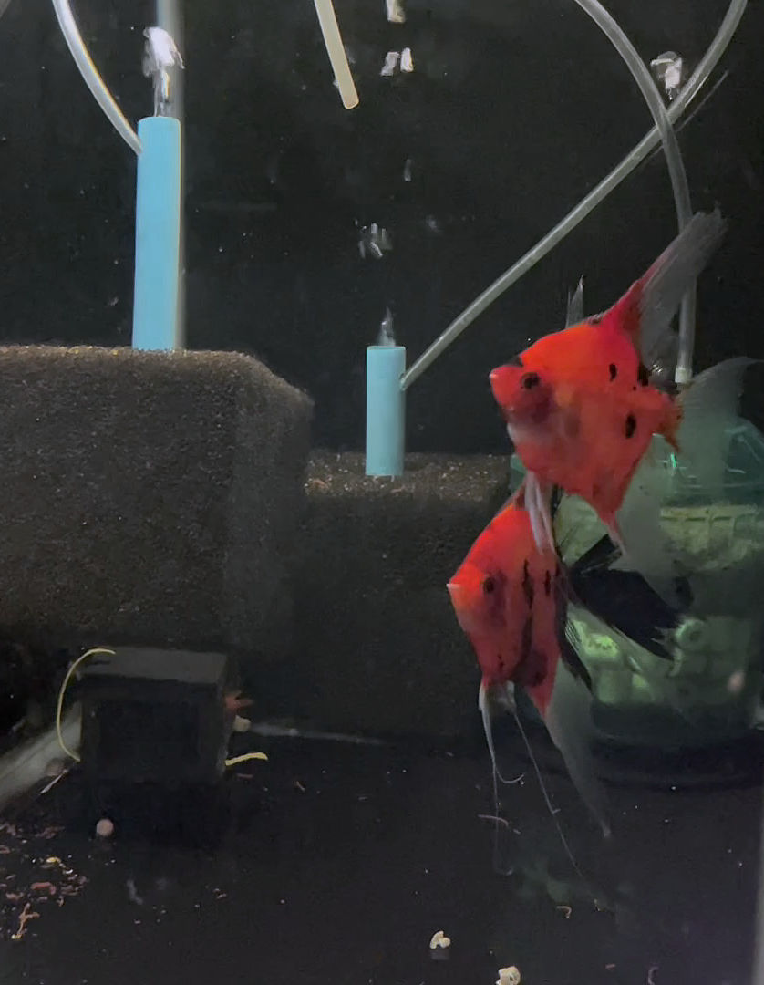 Koi Angelfish Breeding Pair #3461 for sale – Angels Plus