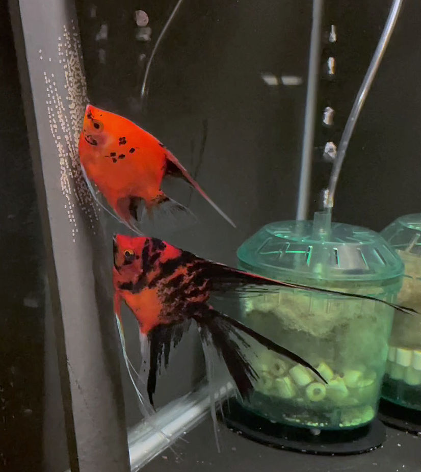 Koi Angelfish Breeding Pair #3466 for sale – Angels Plus