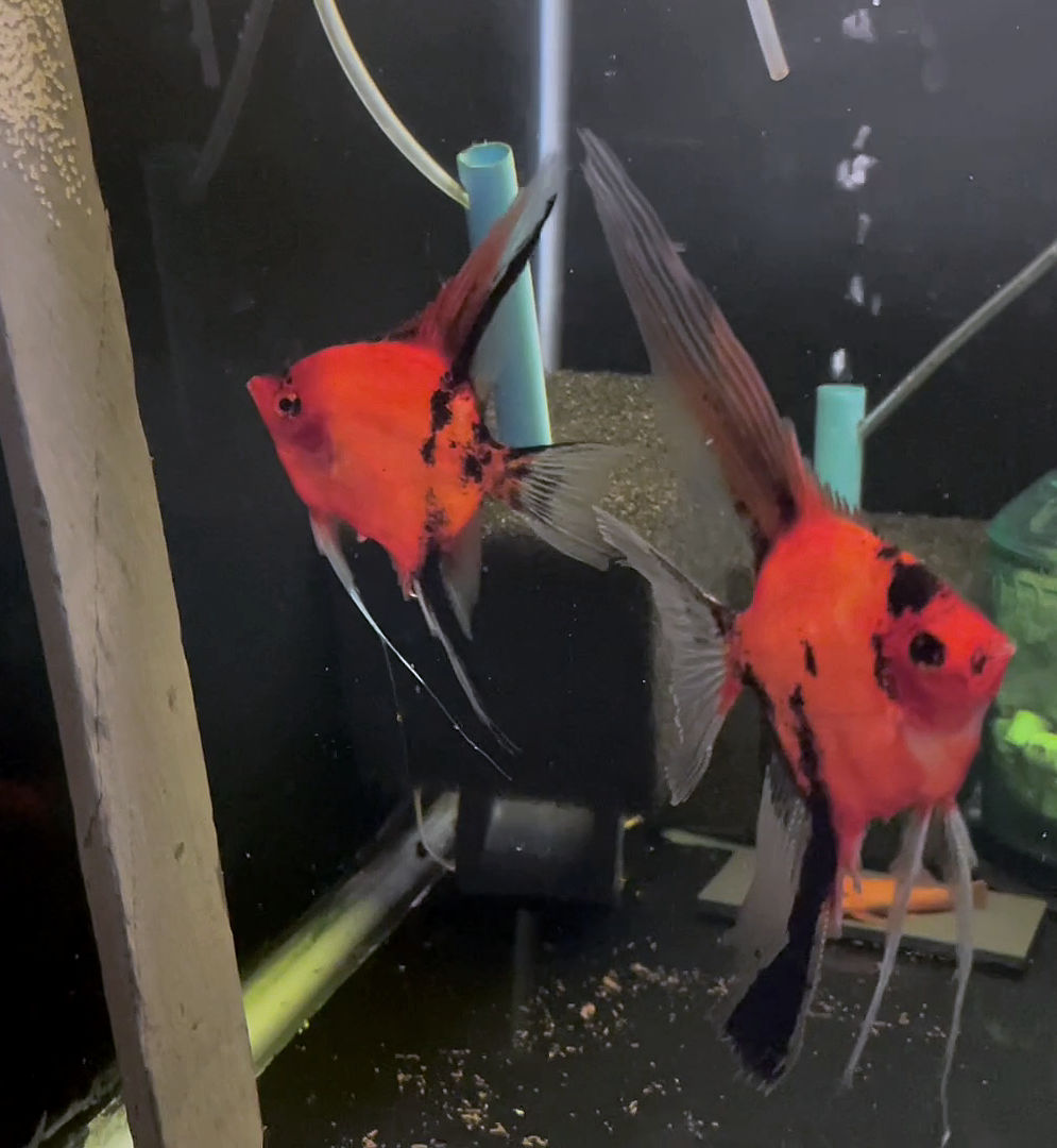 Koi Angelfish Breeding Pair #3473 for sale – Angels Plus