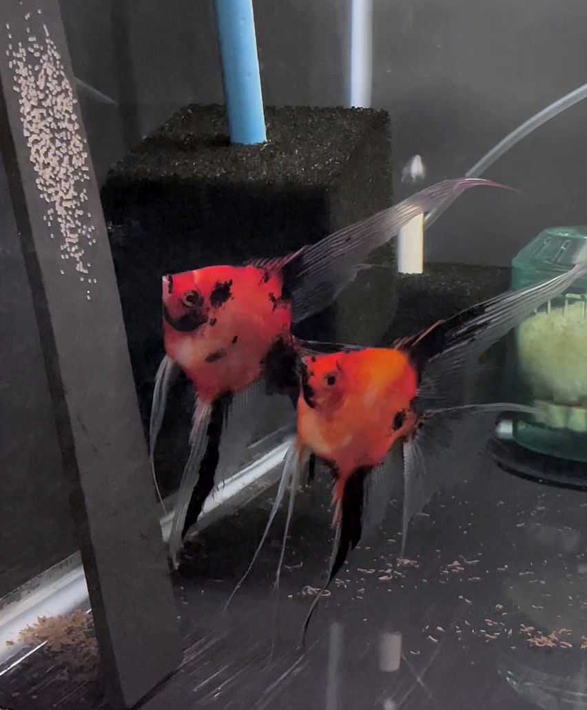 Koi Angelfish Breeding Pair #3478 for sale – Angels Plus