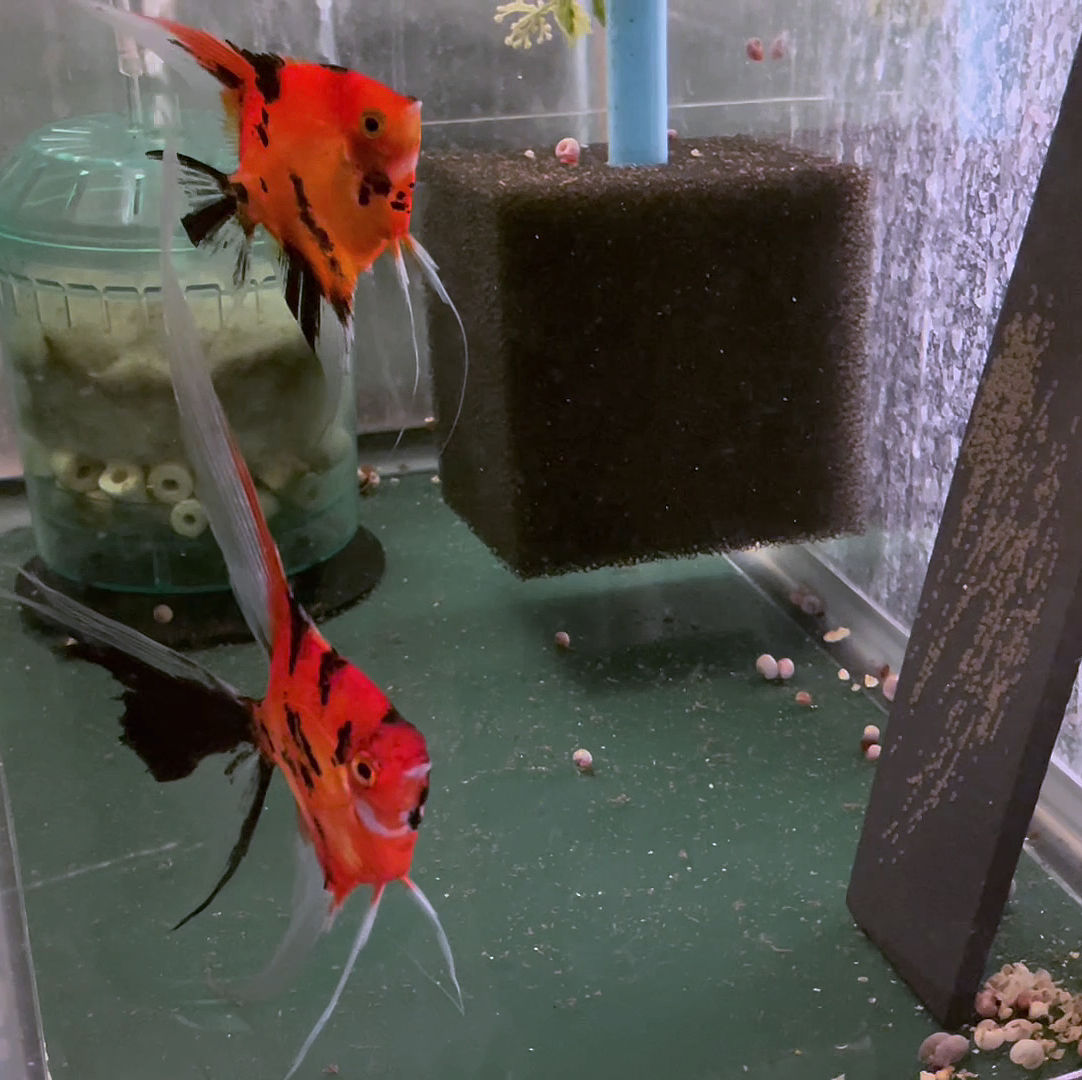 Koi Angelfish Breeding Pair #3481 for sale – Angels Plus