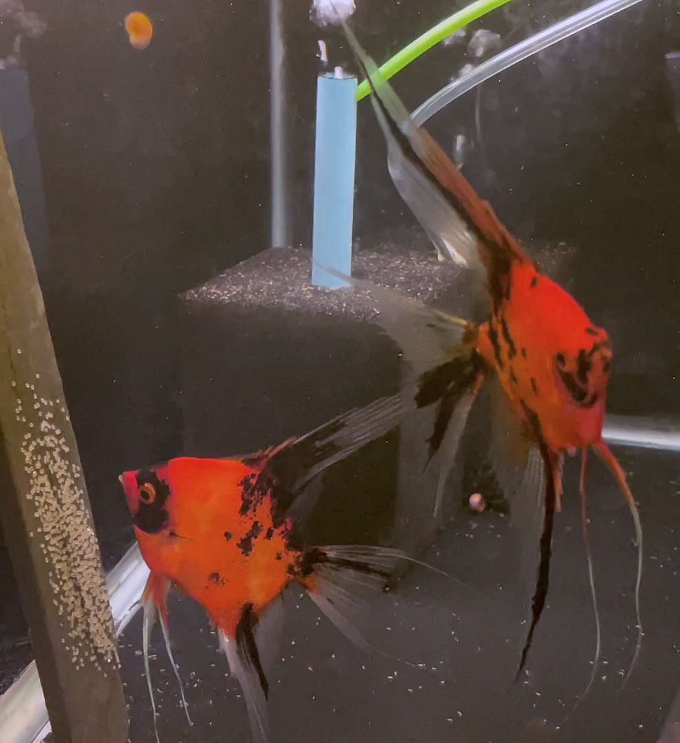 Koi Angelfish Breeding Pair #3482 for sale – Angels Plus