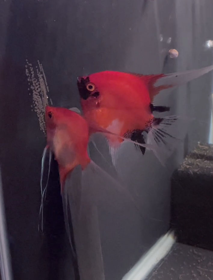 Sunset x Koi Angelfish Breeding Pair #3483 for sale – Angels Plus