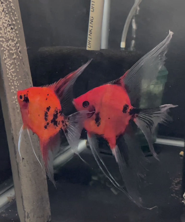 Koi Angelfish Breeding Pair #3488 for sale – Angels Plus