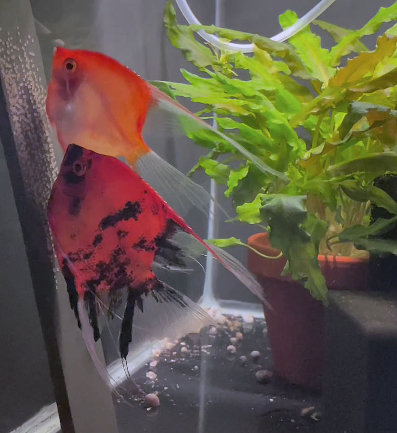 Sunset x Koi Angelfish Breeding Pair #3490 for sale – Angels Plus