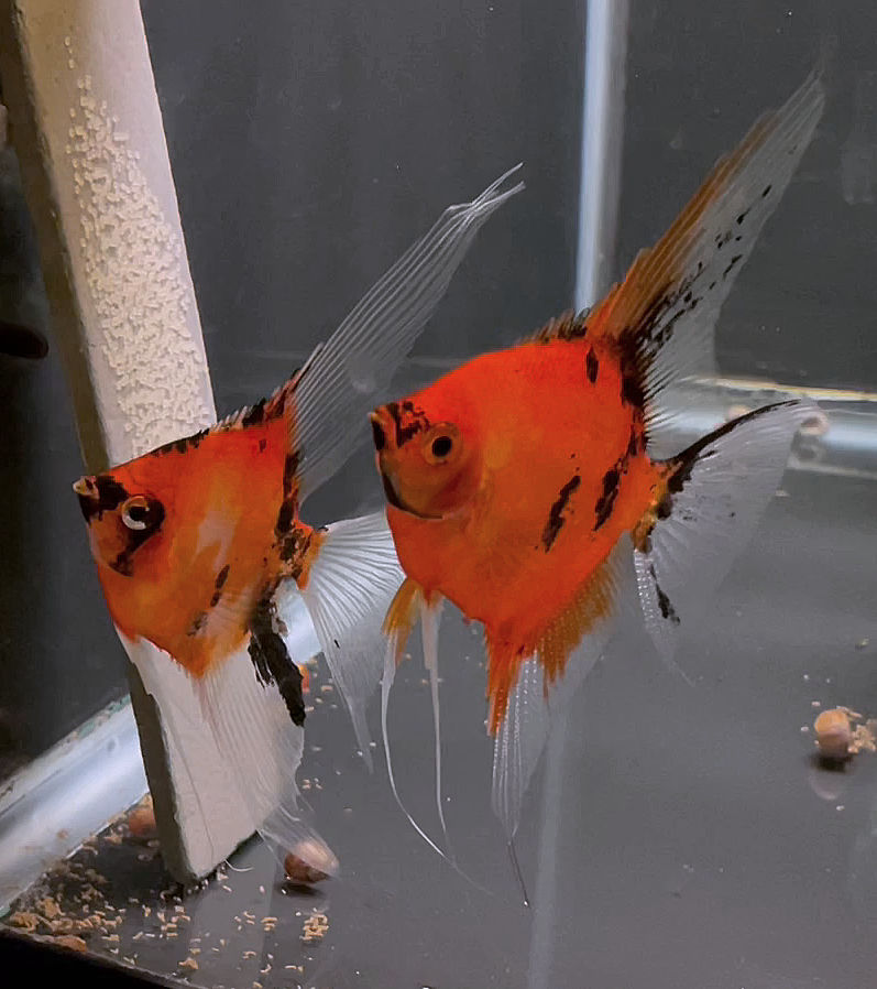 Koi Angelfish Breeding Pair #3491 for sale – Angels Plus
