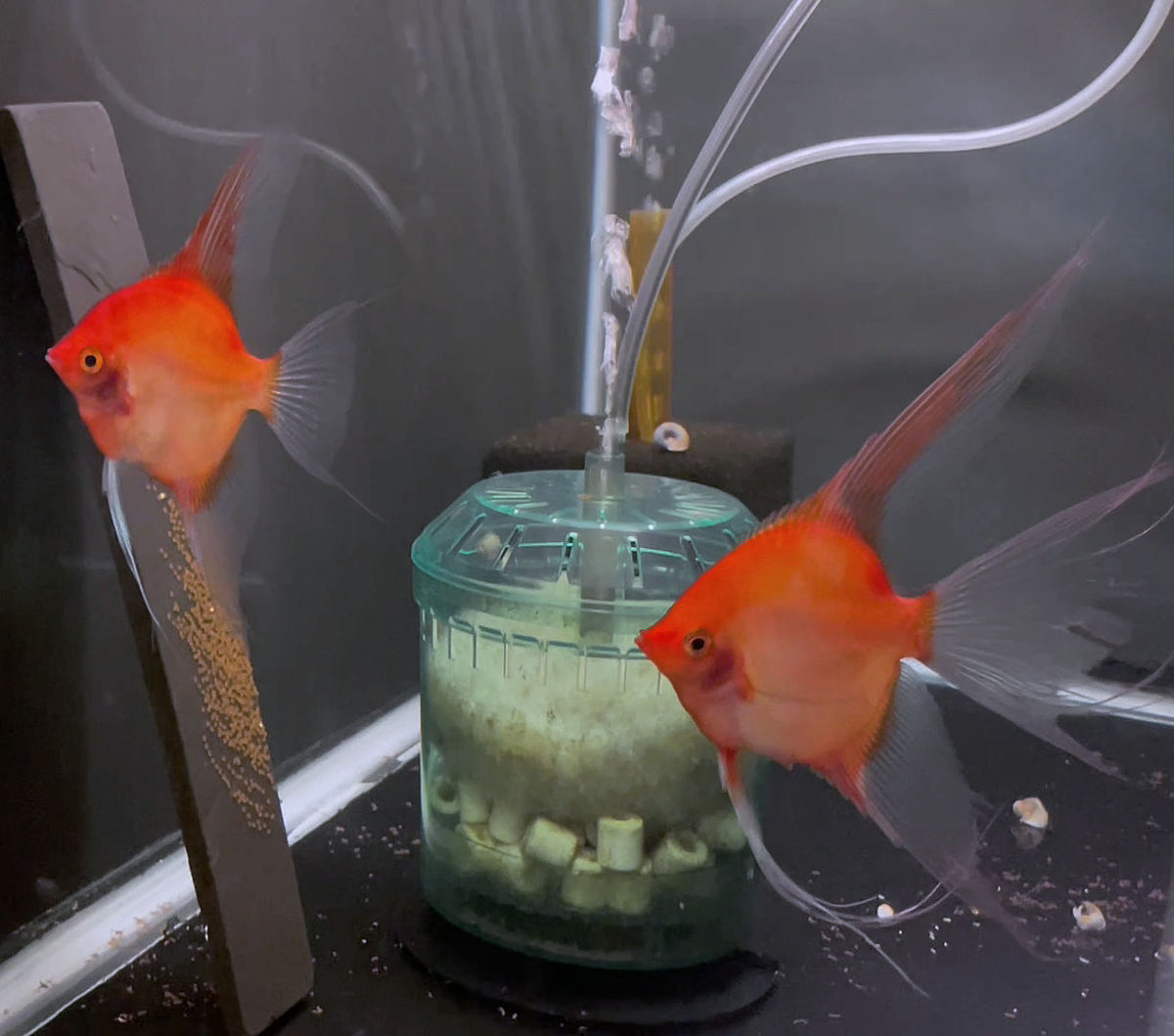 Sunset Angelfish Breeding Pair #3494 for sale – Angels Plus