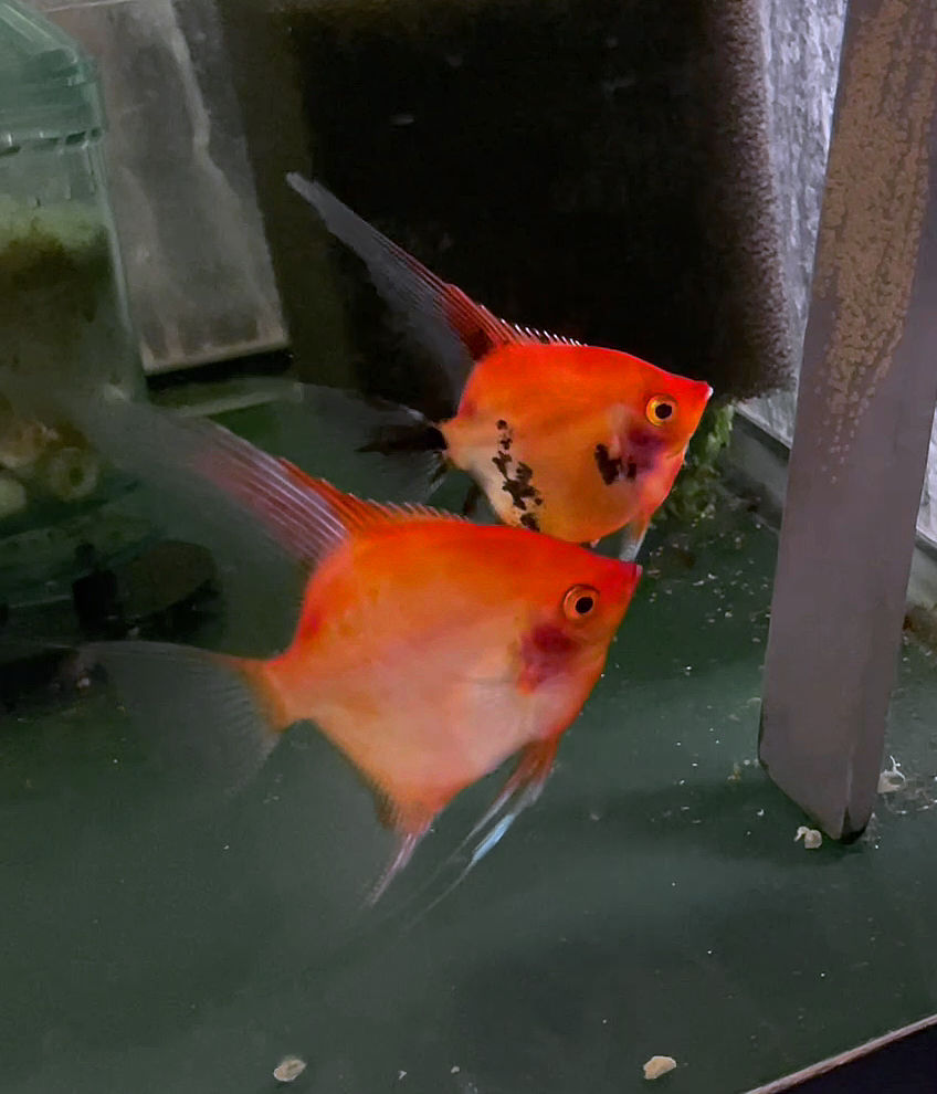 Sunset x Koi Angelfish Breeding Pair #3495 for sale – Angels Plus