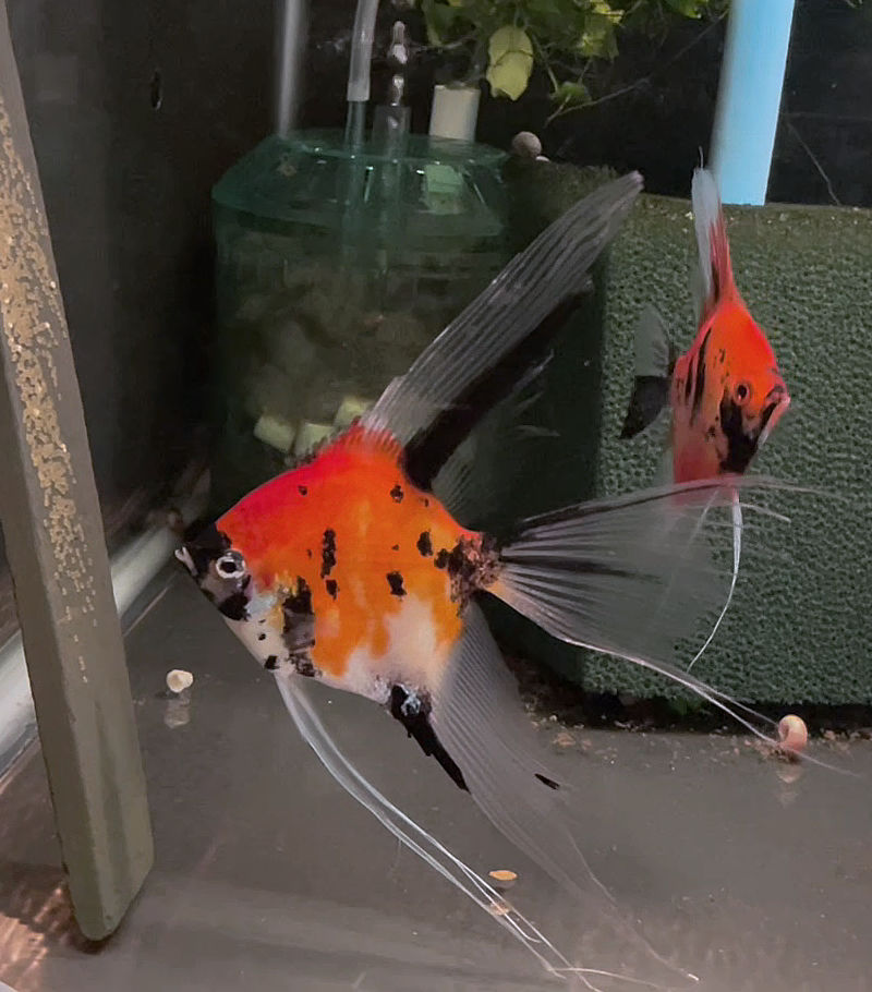 Koi Angelfish Breeding Pair #3498 for sale – Angels Plus