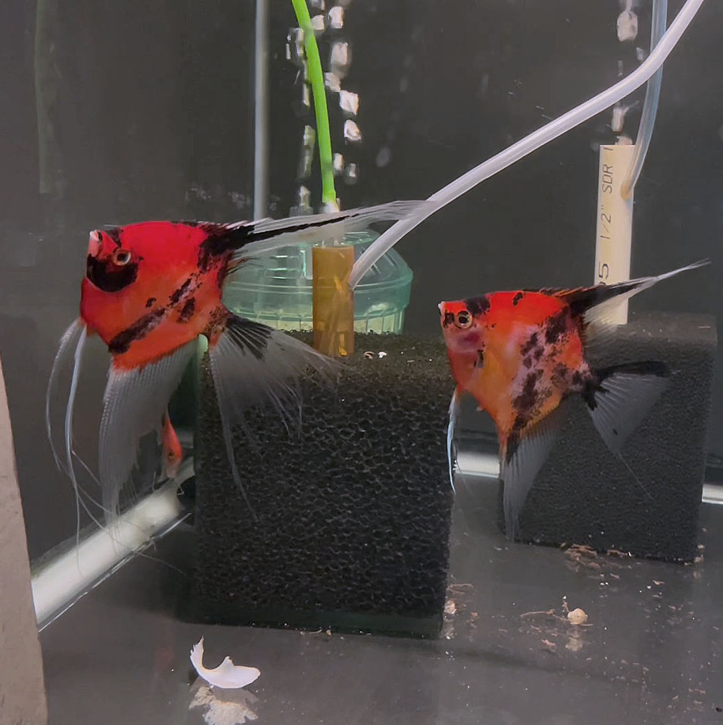 Koi, 25% Manacapuru Angelfish Breeding Pair #3500 for sale – Angels Plus
